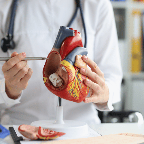 Háromhegyű billentyű-Kardioközpont